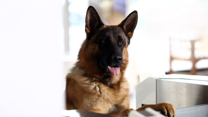 Hudson & Rex L'ora del cane, trama, cast, attori, curiosità, finale